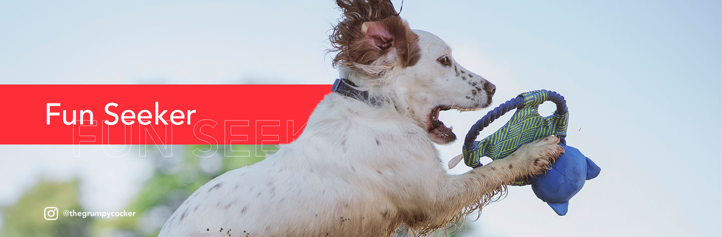 Fun Seeker Dog Lifestyle | Coastal Pet Products